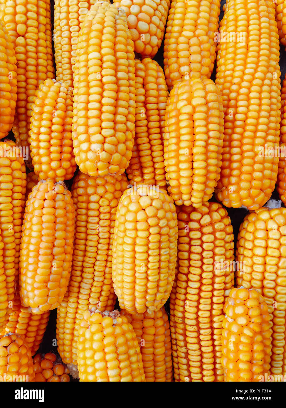 Yellow fresh and sweet corn for food processing Stock Photo - Alamy