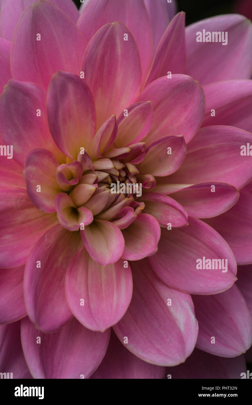 Dahlia ‘gerrie hoek’ hi-res stock photography and images - Alamy
