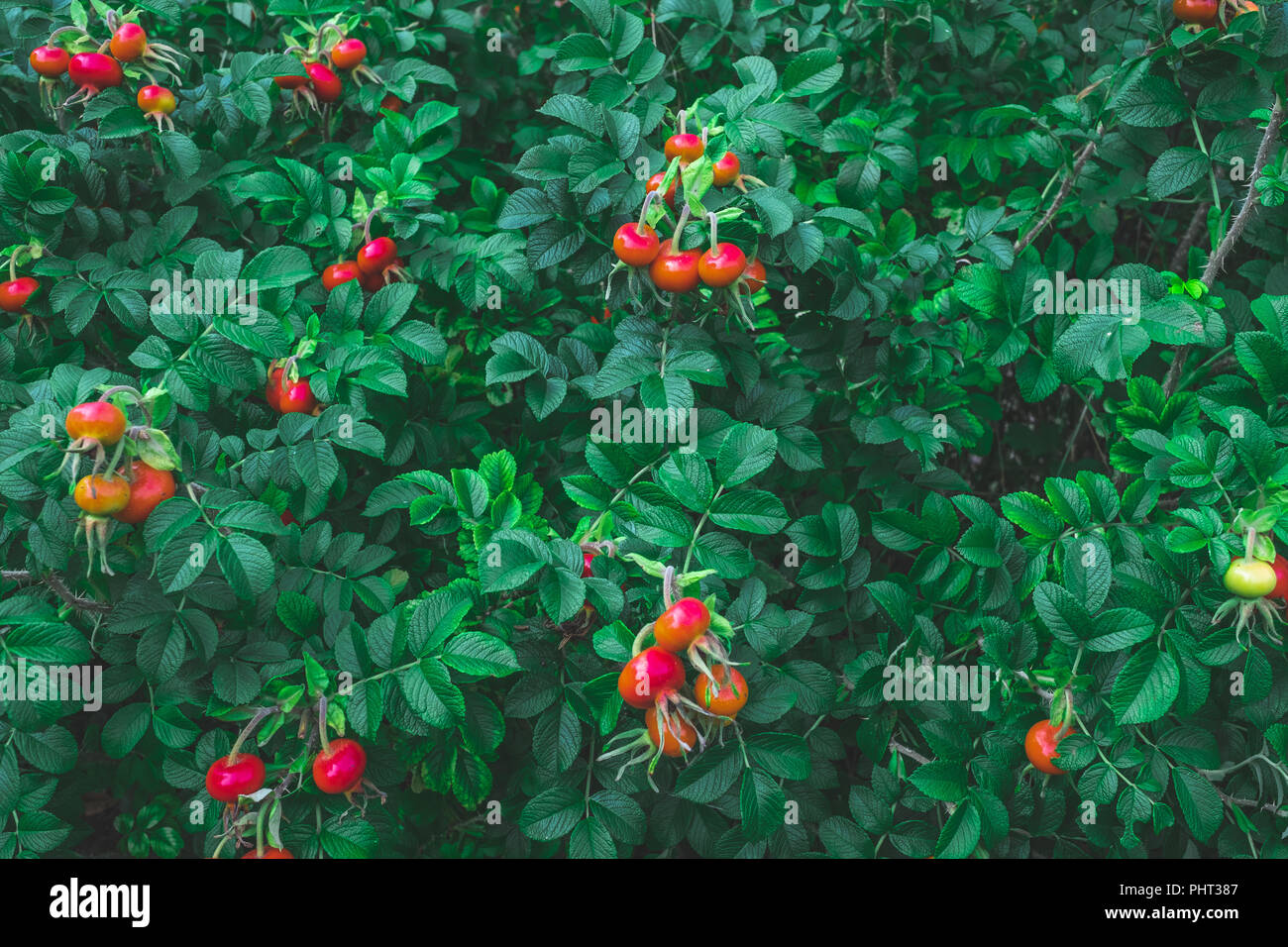 Rosehips hi-res stock photography and images - Alamy