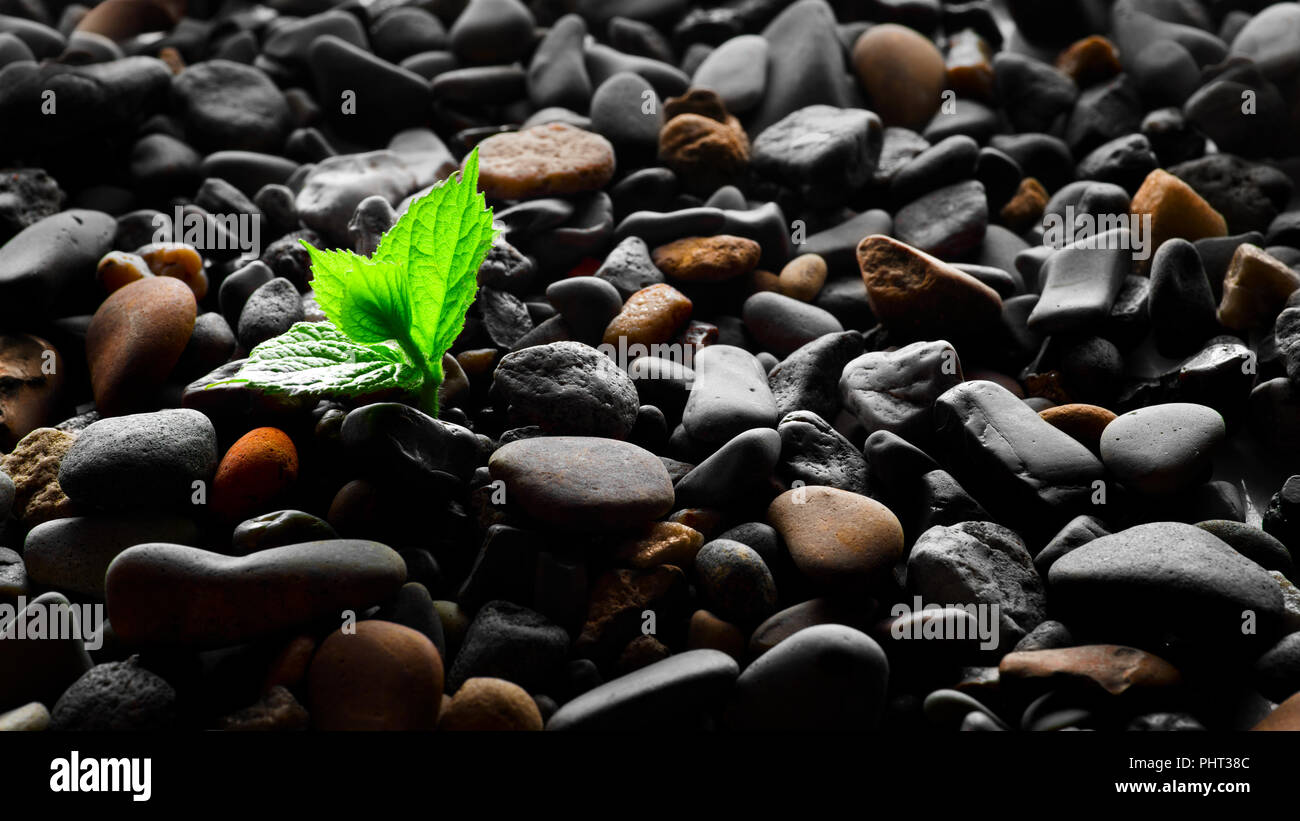 Plant sprout in pebbles background Stock Photo - Alamy