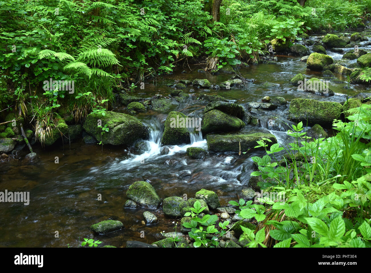 Creek in the forest hi-res stock photography and images - Alamy