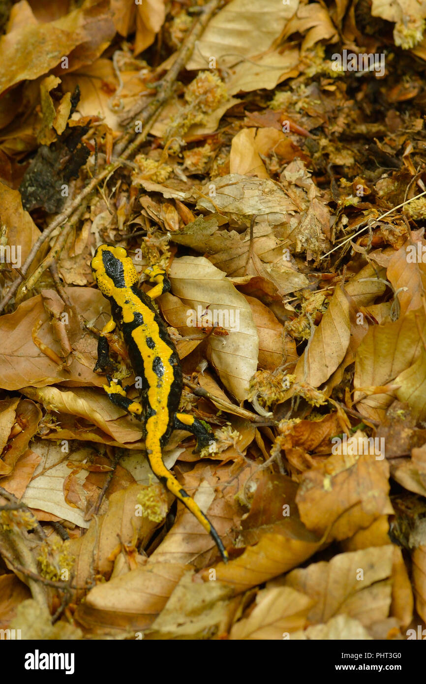 Fire salamanders hi-res stock photography and images - Alamy