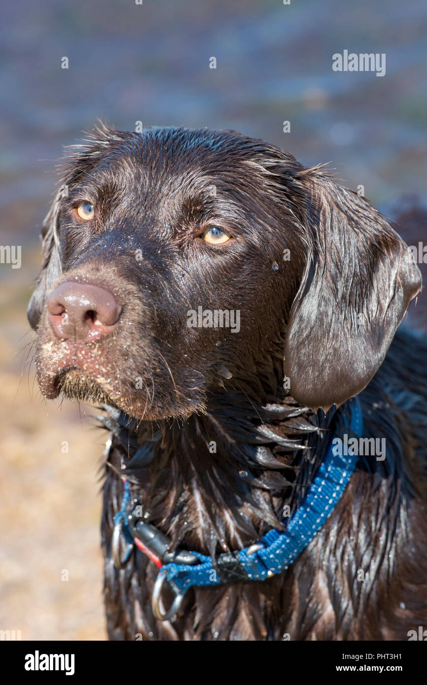 labradinger or springador cross bred dog with wet fur Stock Photo - Alamy