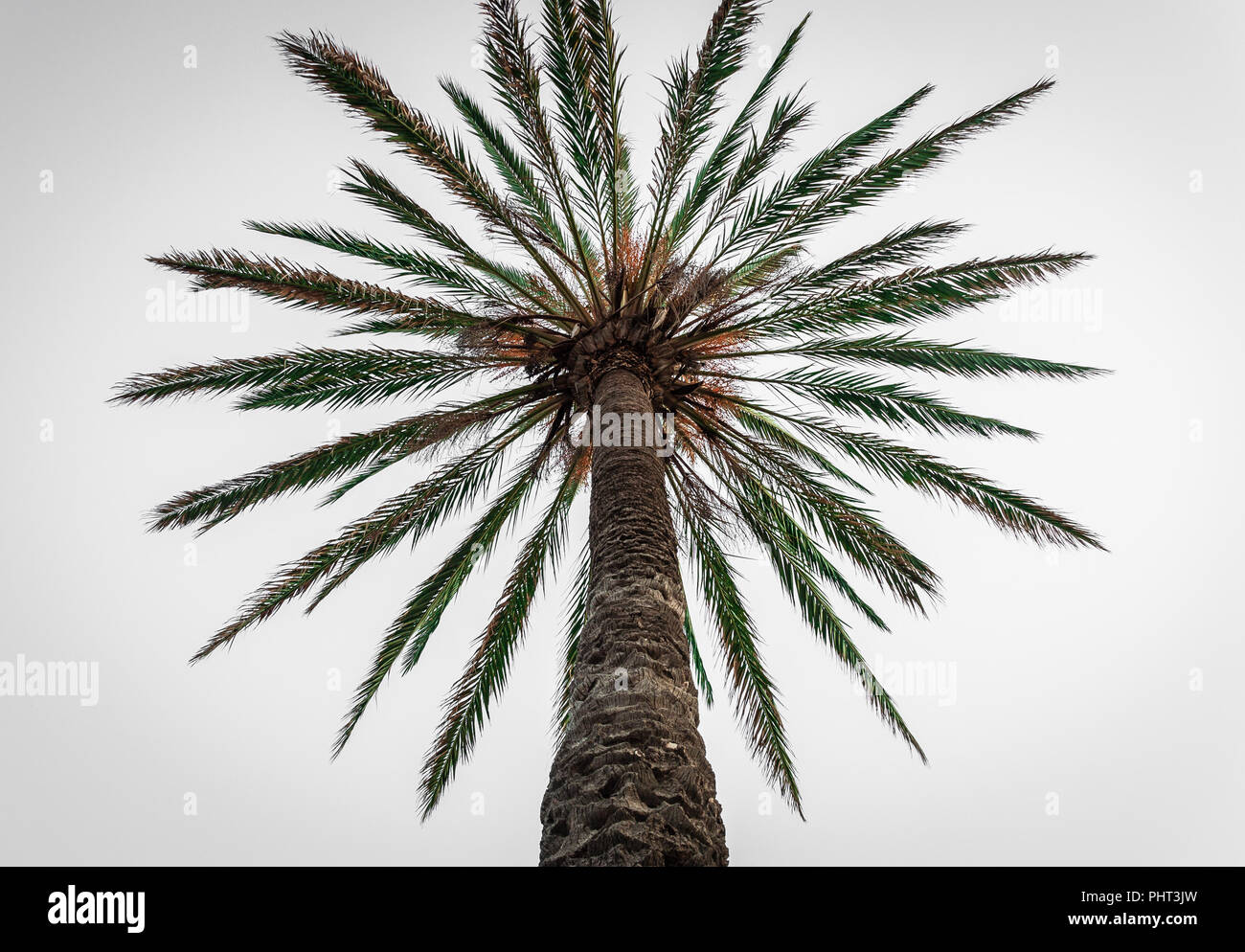 Palm tree, low angle Stock Photo - Alamy