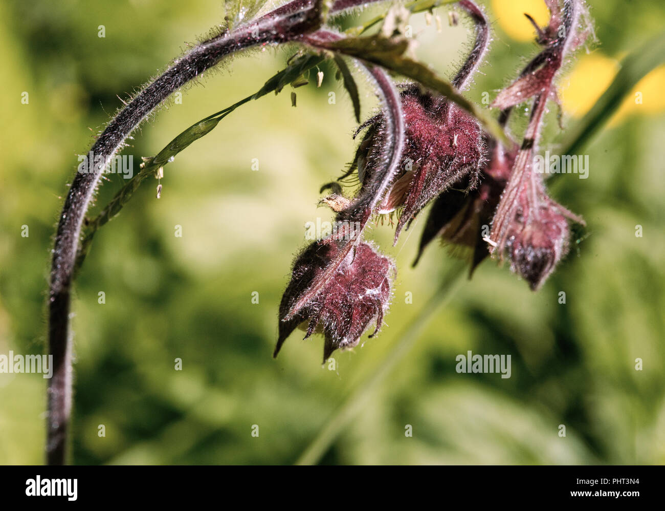 Focus stacking macro plant hi-res stock photography and images - Alamy