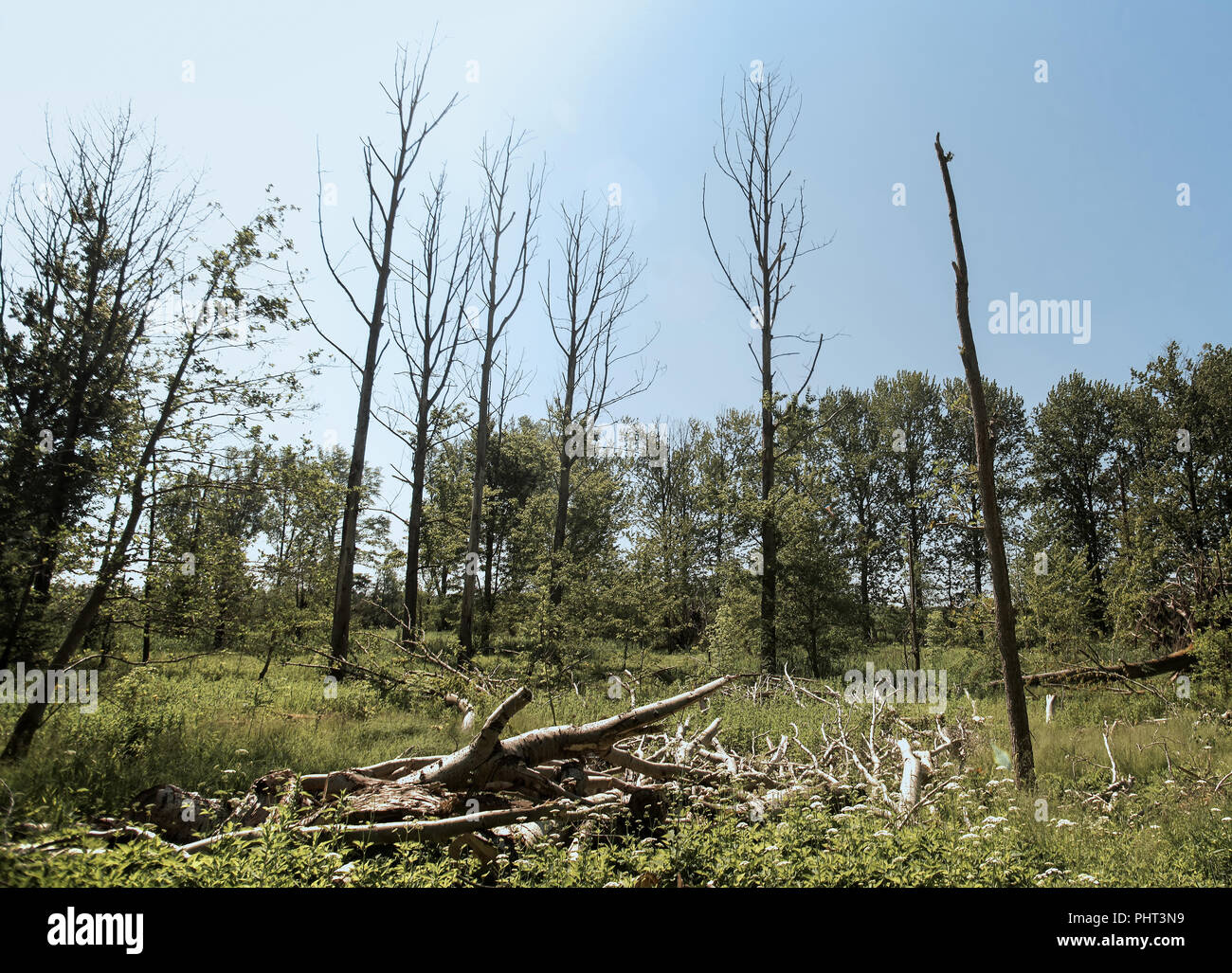 Brennermoor hi-res stock photography and images - Alamy