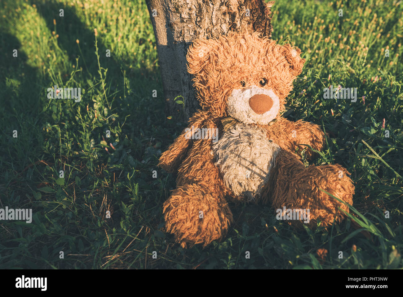 Miserable abandoned teddy bear outdoors leaning on to tree Stock Photo ...