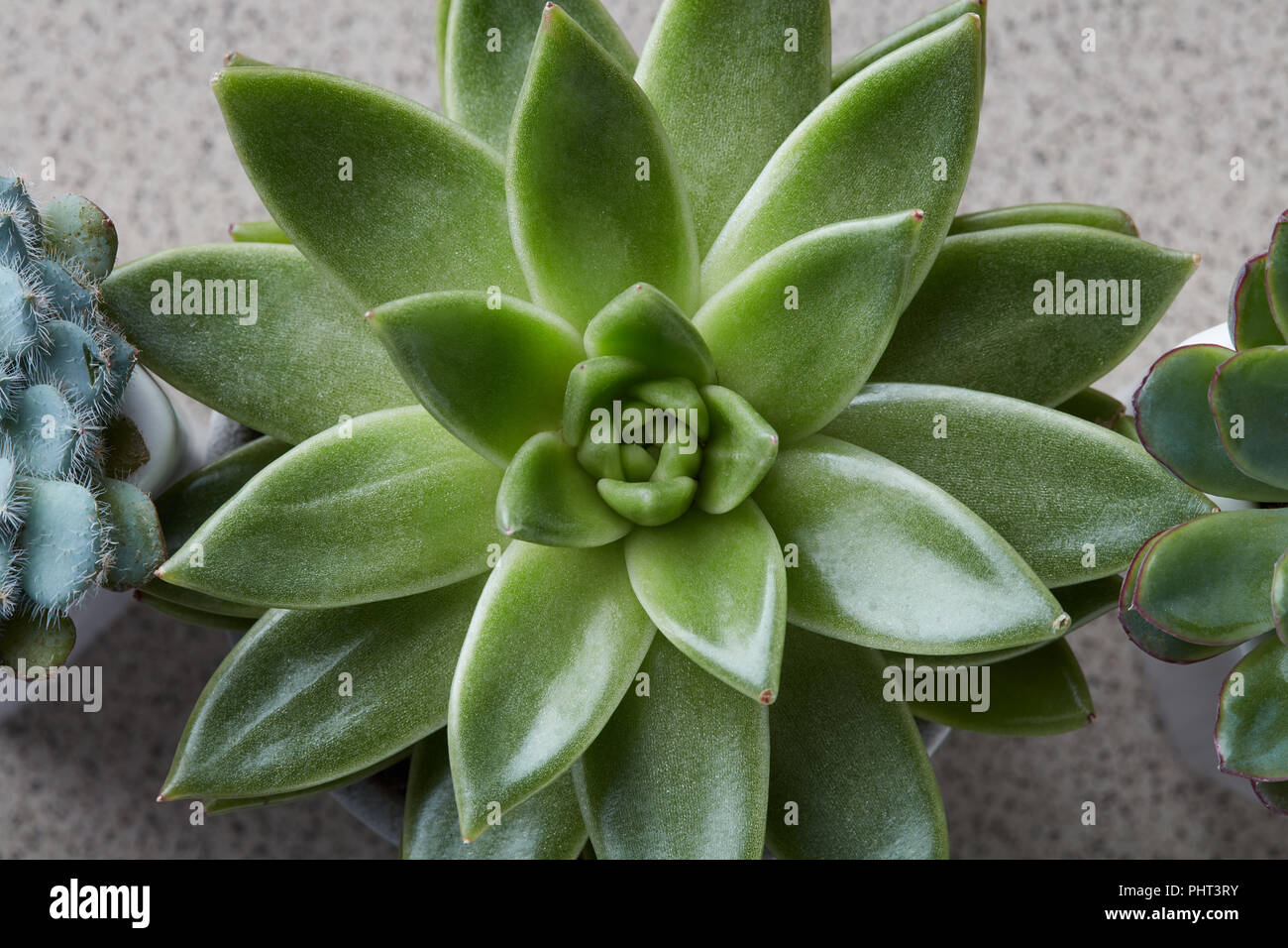 Dark green cactus hi-res stock photography and images - Alamy