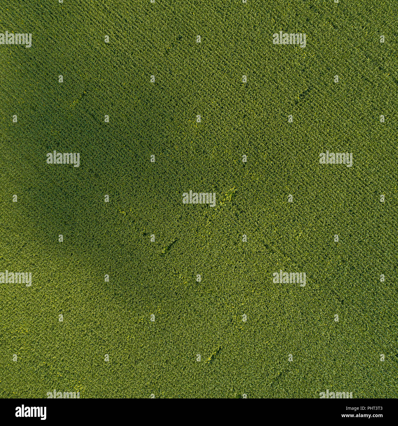 Green country field with row lines, top view, aerial photo Stock Photo ...