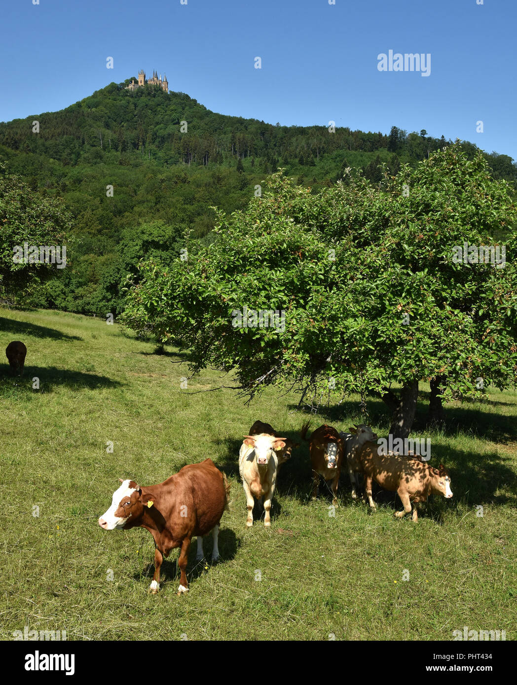 cow pasture; herd of cows; Germany; castle Hohenzollern Stock Photo - Alamy