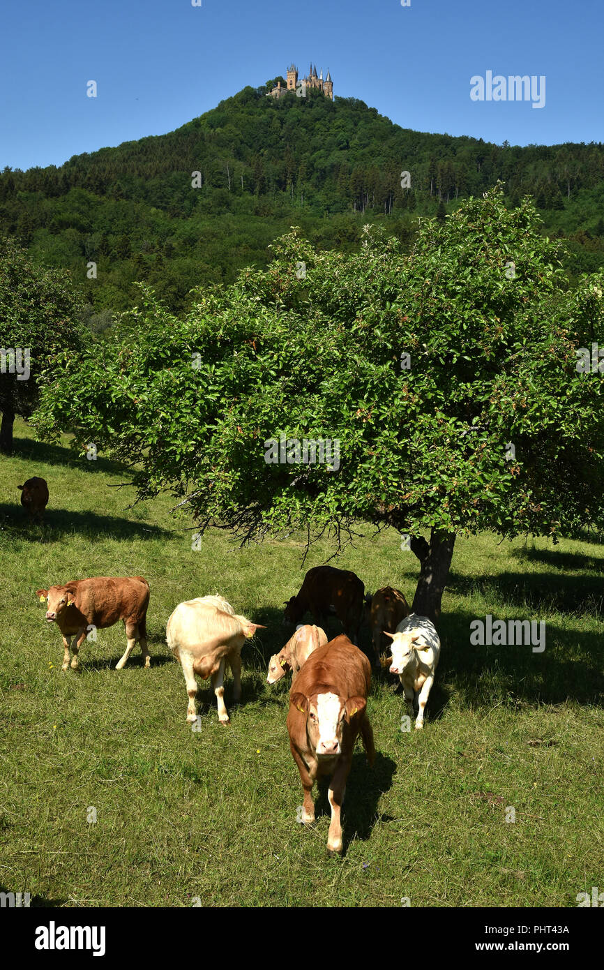 cow pasture; herd of cows; Germany; castle Hohenzollern Stock Photo - Alamy