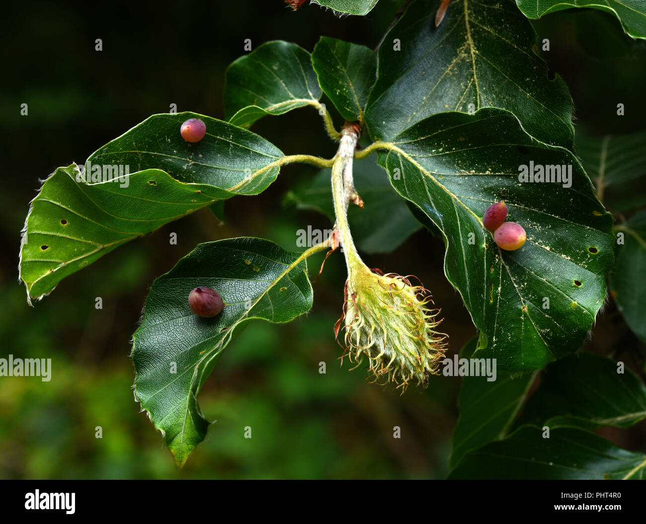 Gall midge hi-res stock photography and images - Alamy