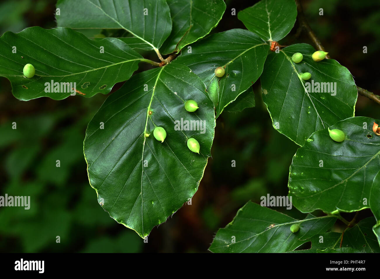 Gall midge hi-res stock photography and images - Alamy
