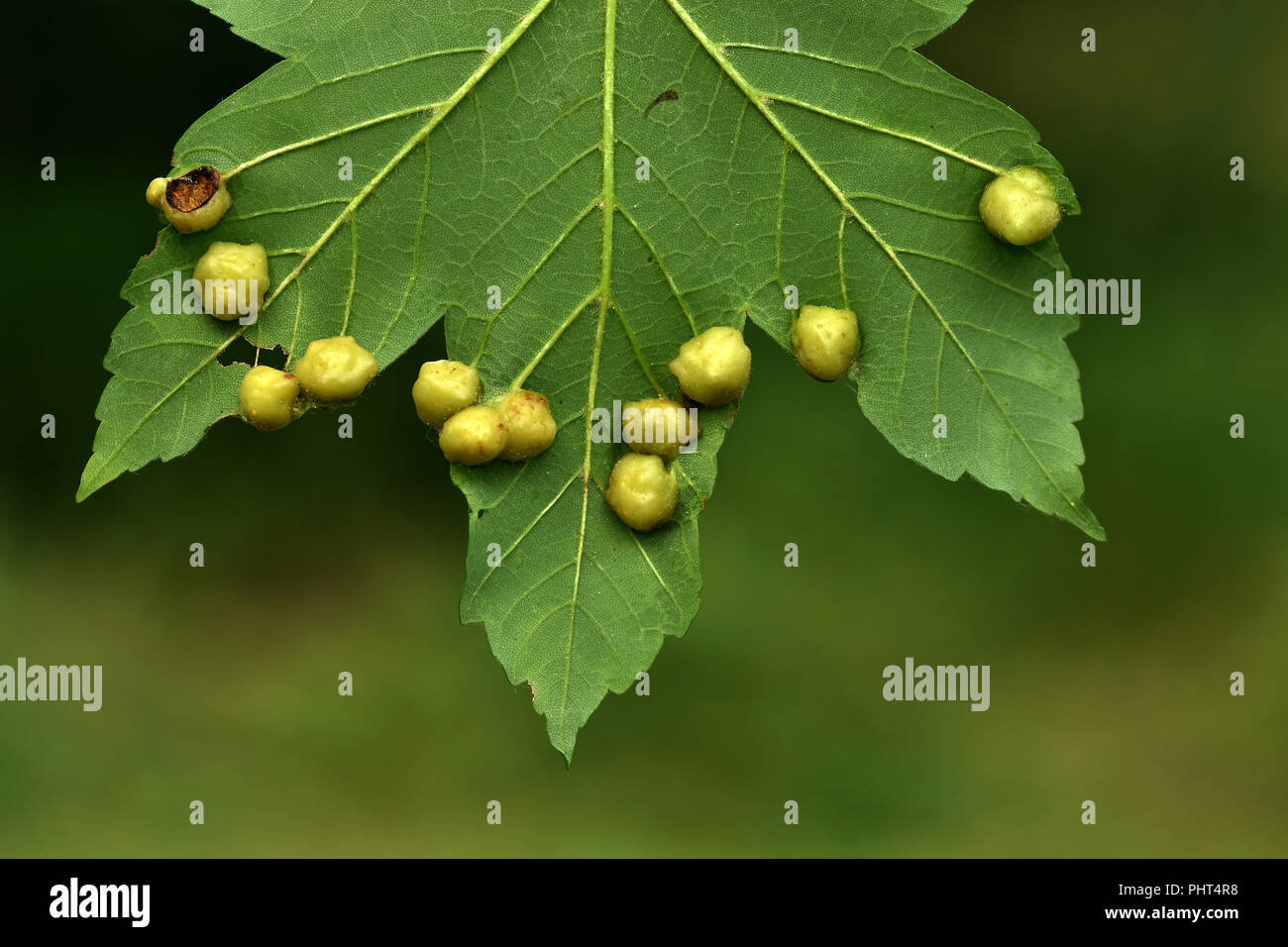 maple gall wasp; gall wasp; sycamore maple Stock Photo - Alamy
