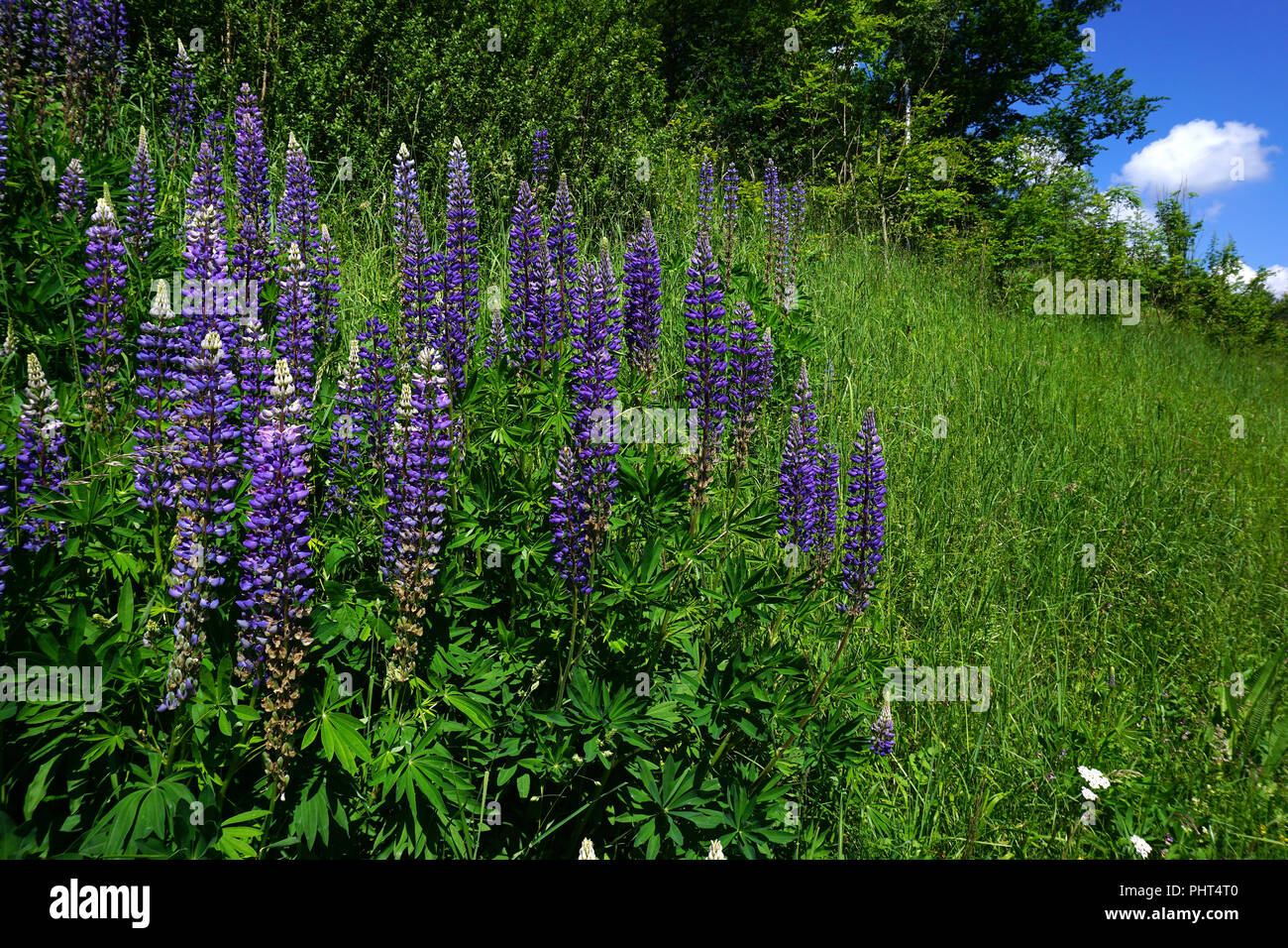 Big leaved lupins hi-res stock photography and images - Alamy