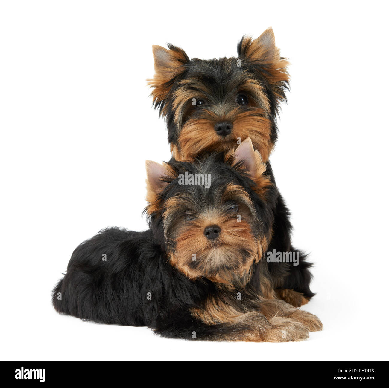 Two cute puppies of the Yorkshire Terrier isolated on white Stock Photo ...