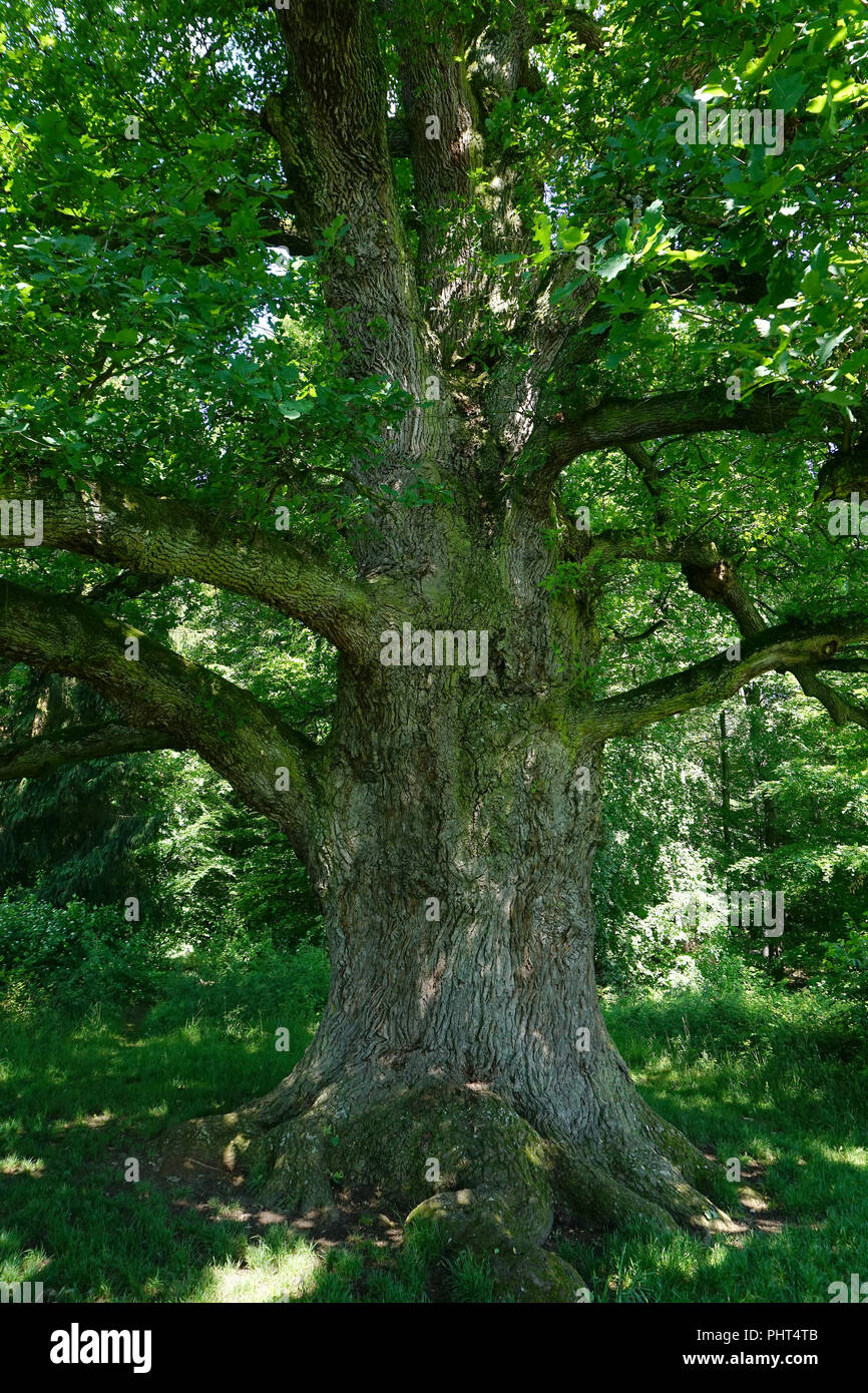 oak; oak tree; natural monument; Germany; Sulzeiche Stock Photo - Alamy