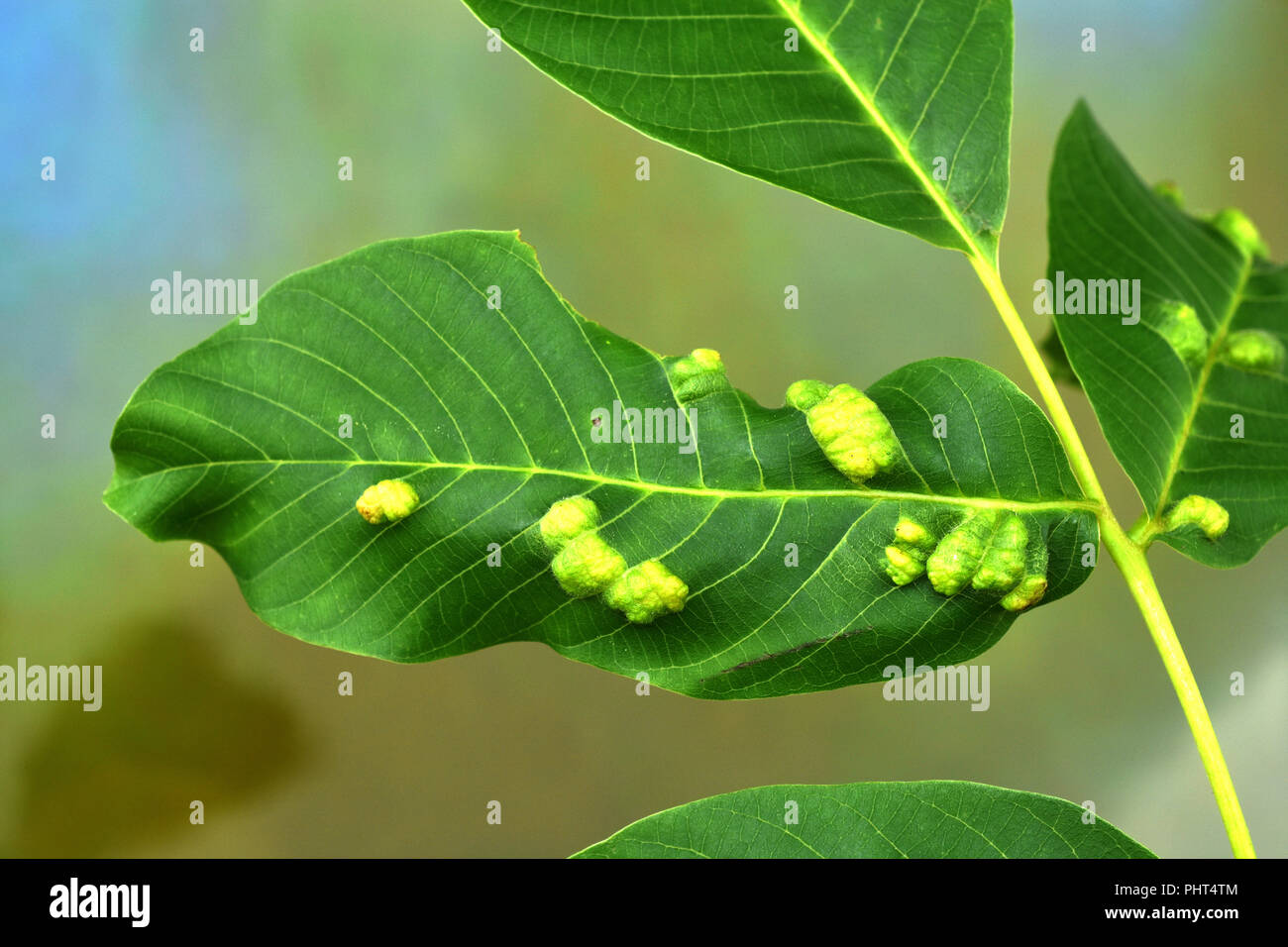 Walnut leaf gall mite hi-res stock photography and images - Alamy
