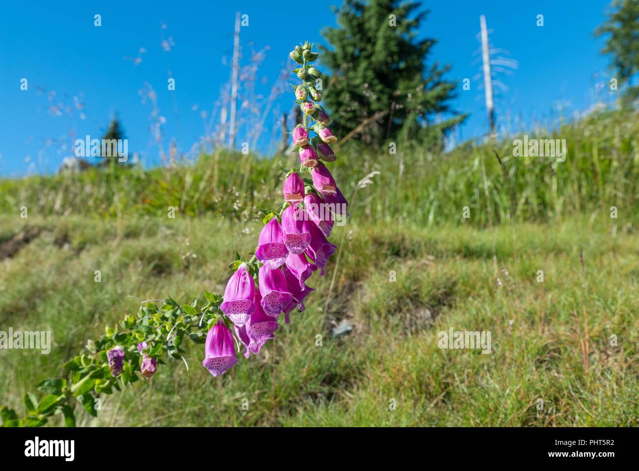 Flowering red thimble on the mountain of Rachel in the Bavarian Forest ...