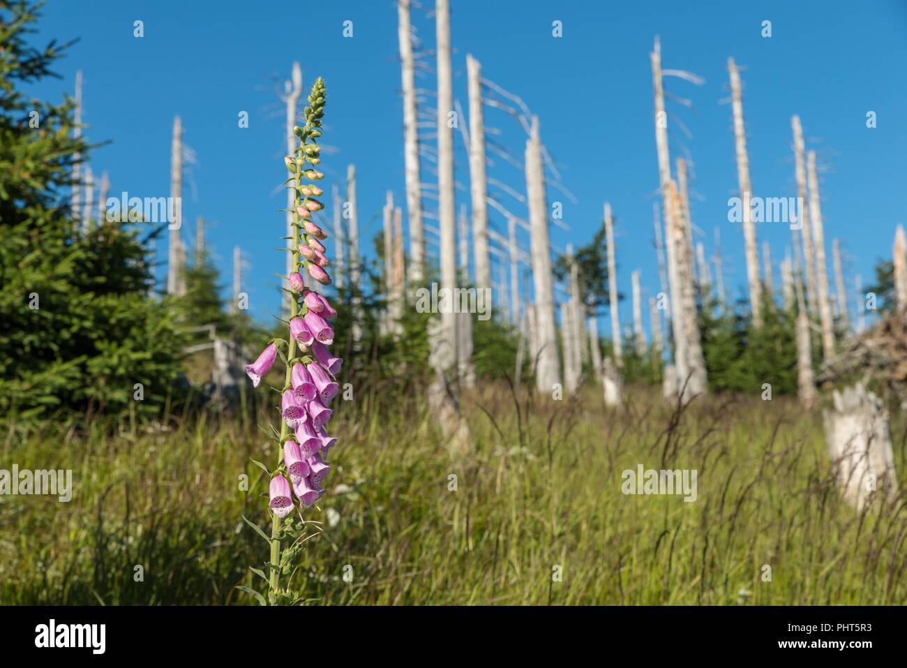 Flowering red thimble on the mountain of Rachel in the Bavarian Forest ...
