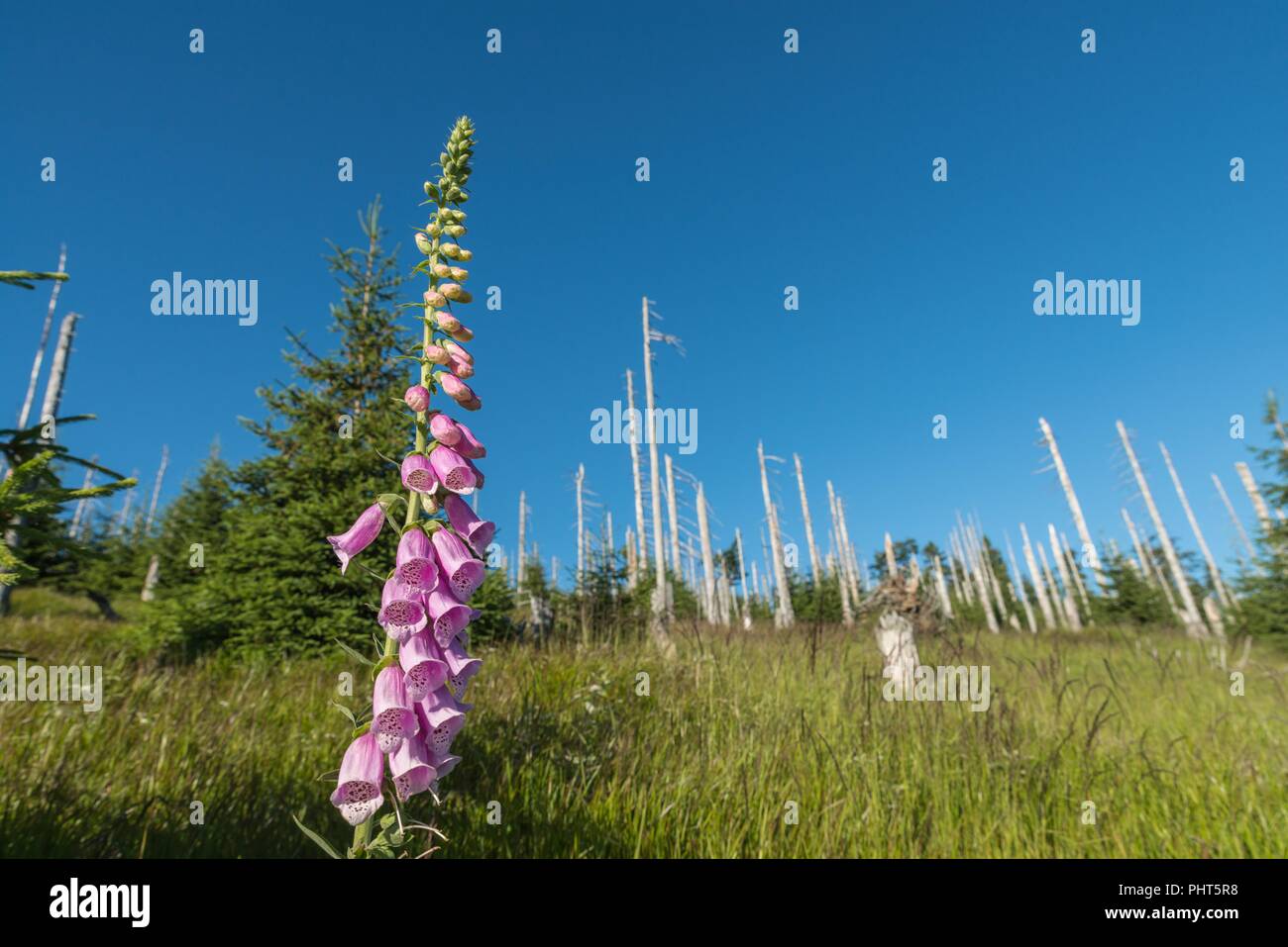 Rachel plant hi-res stock photography and images - Alamy