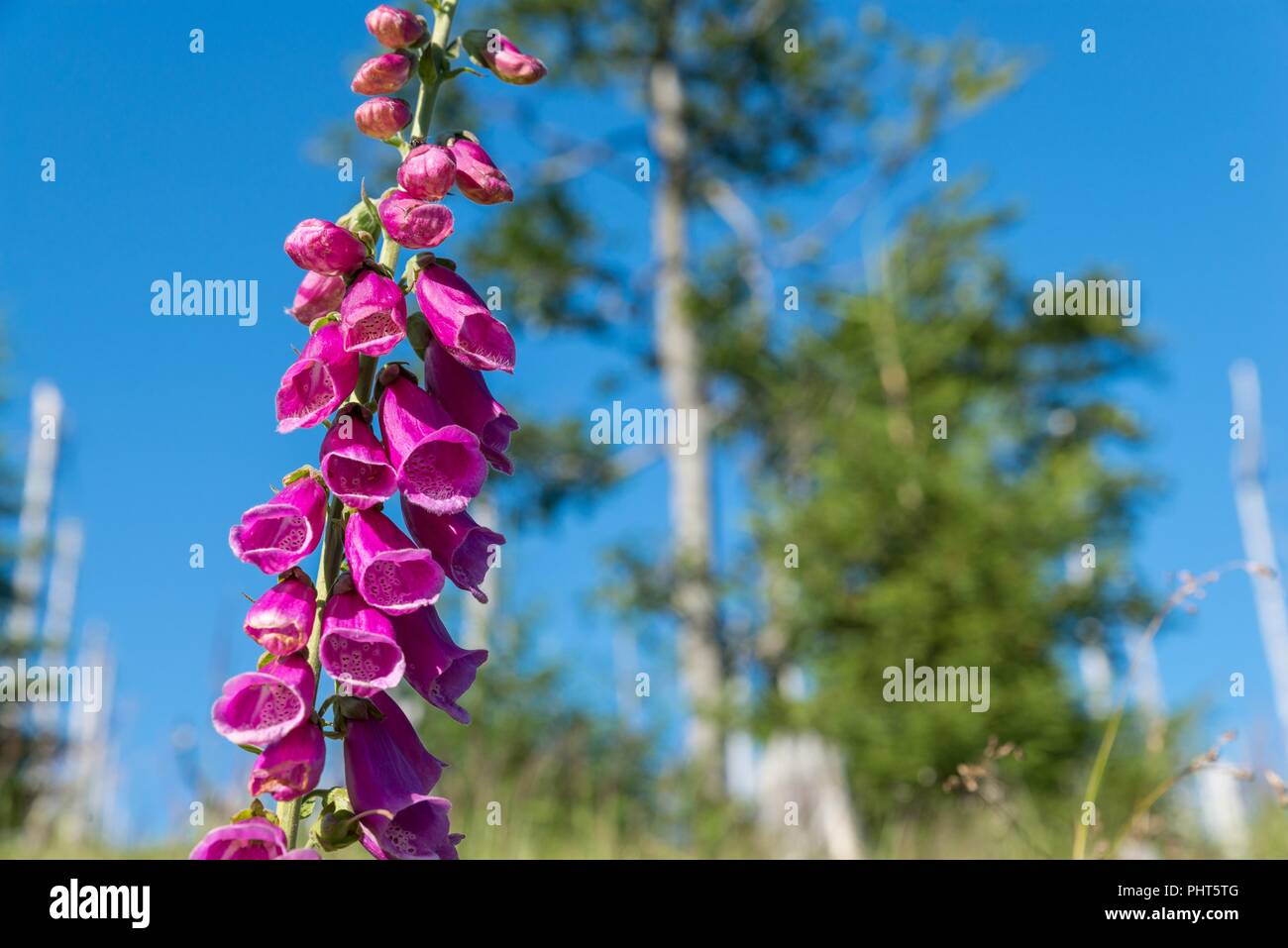 Flowering red thimble on the mountain of Rachel in the Bavarian Forest ...