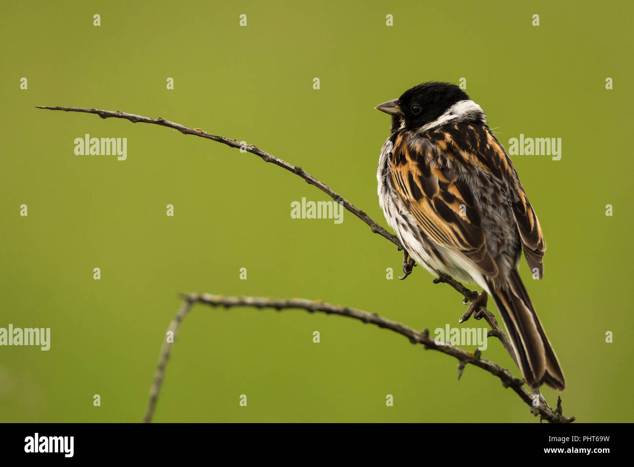 Reed bunting scotland hi-res stock photography and images - Alamy