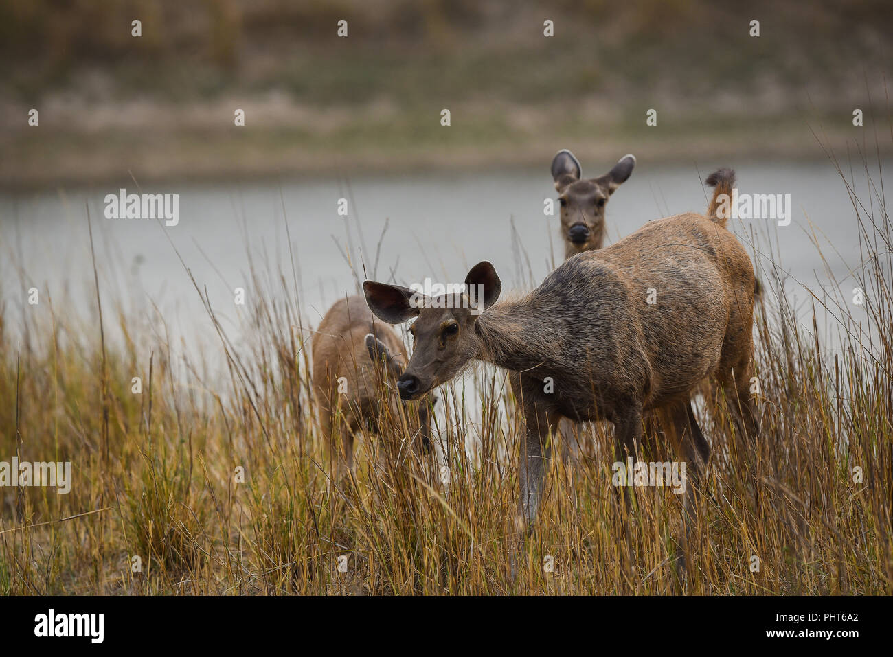 sambar deer pair from kanha meadows Stock Photo - Alamy