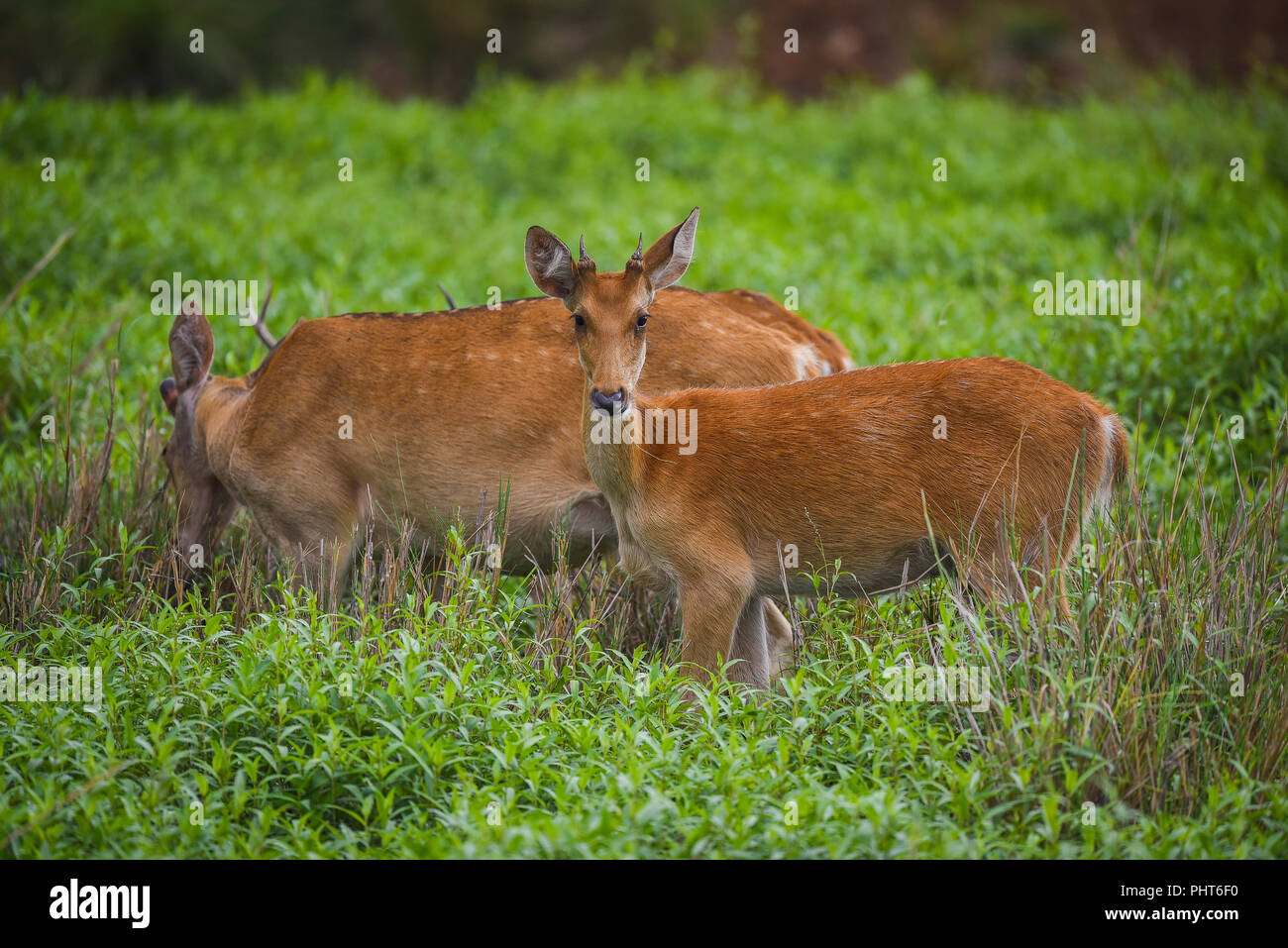 A barasingha from kanha meadows Stock Photo - Alamy
