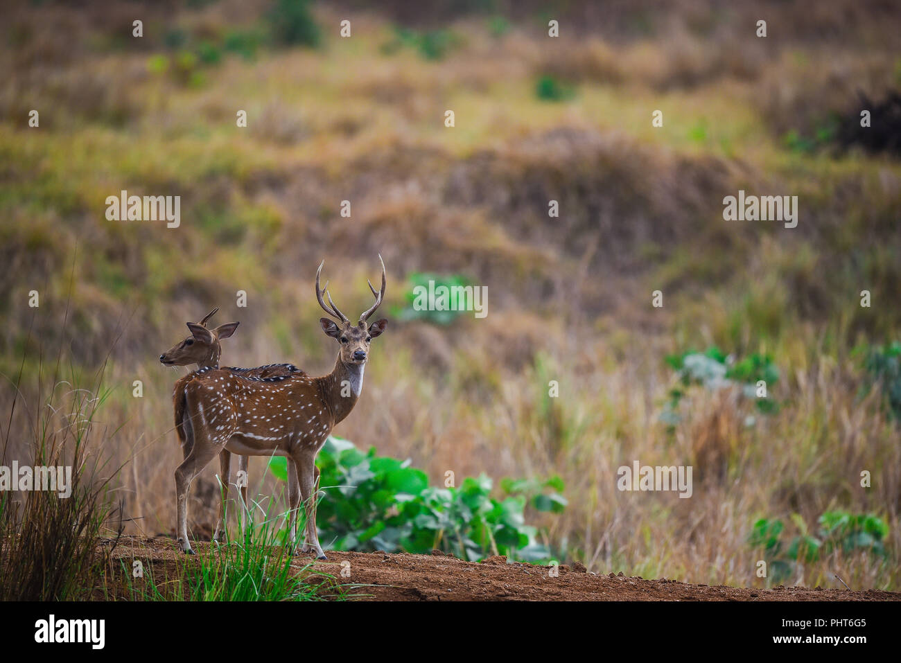 Spotted dear hi-res stock photography and images - Alamy