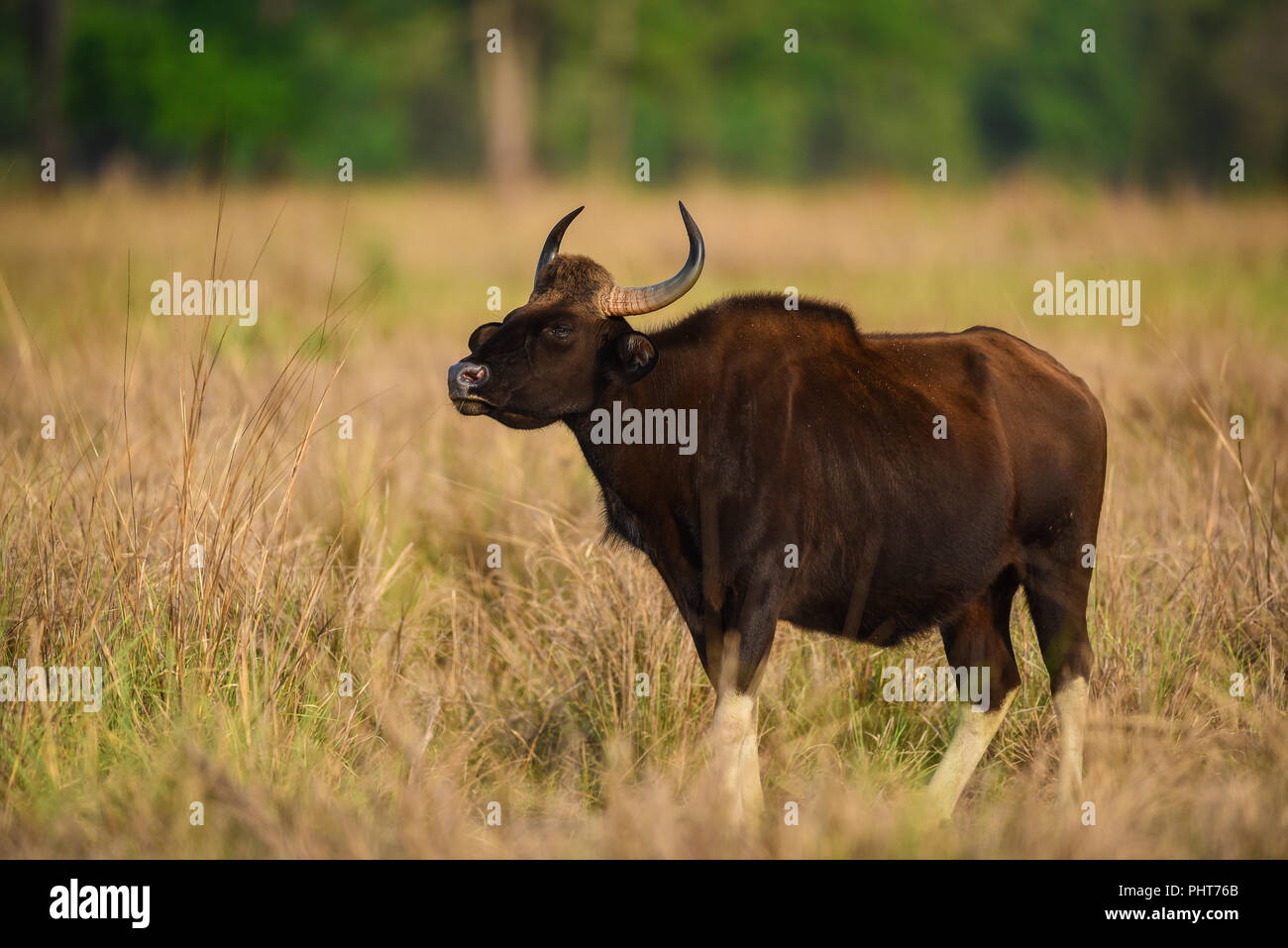 Indian Bison or Gaur Stock Photo - Alamy