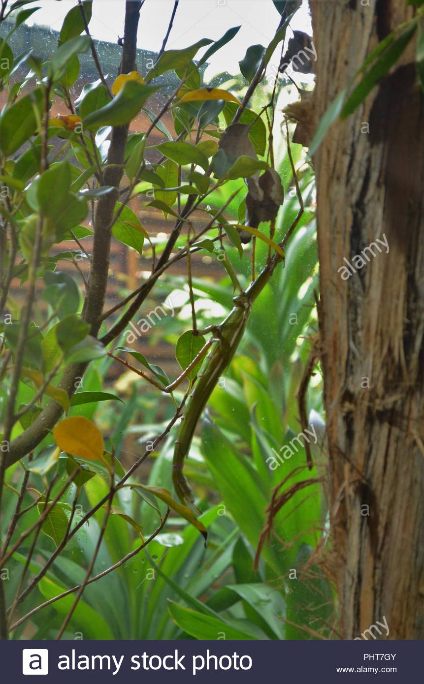 Walking Stick Insect Green Stock Photos & Walking Stick Insect Green ...
