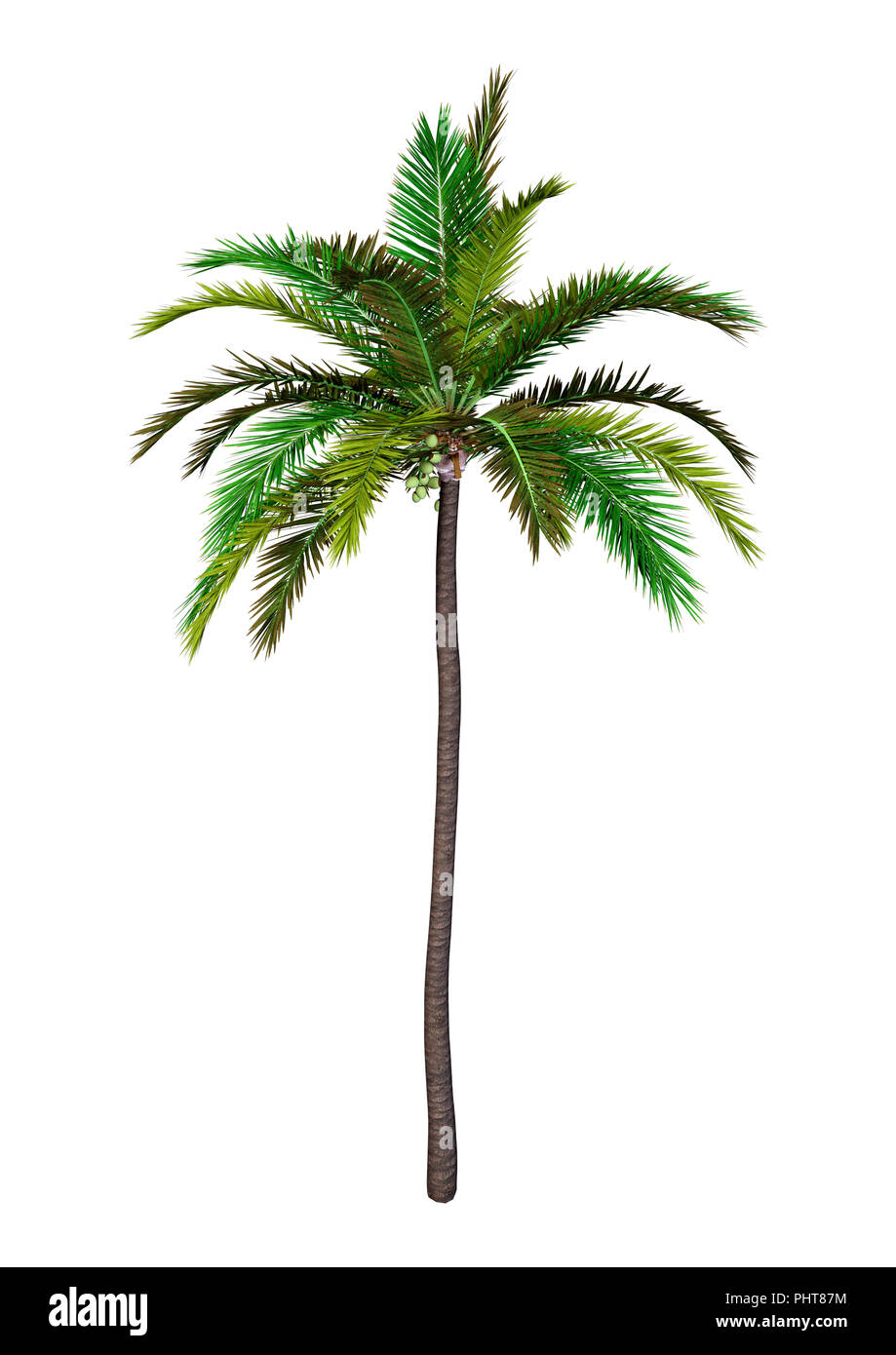 3D rendering of a coconut tree isolated on white background Stock Photo ...