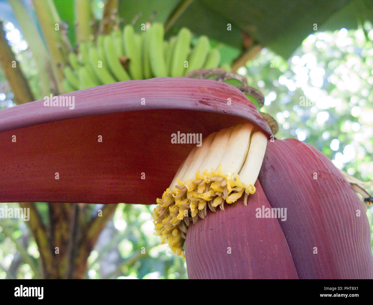 banana tree sen in the jungle of Costa Rica Stock Photo - Alamy