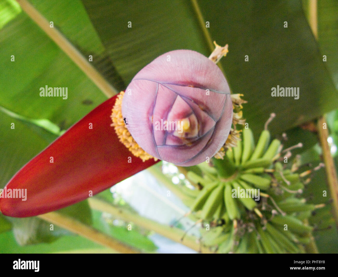 banana tree sen in the jungle of Costa Rica Stock Photo - Alamy