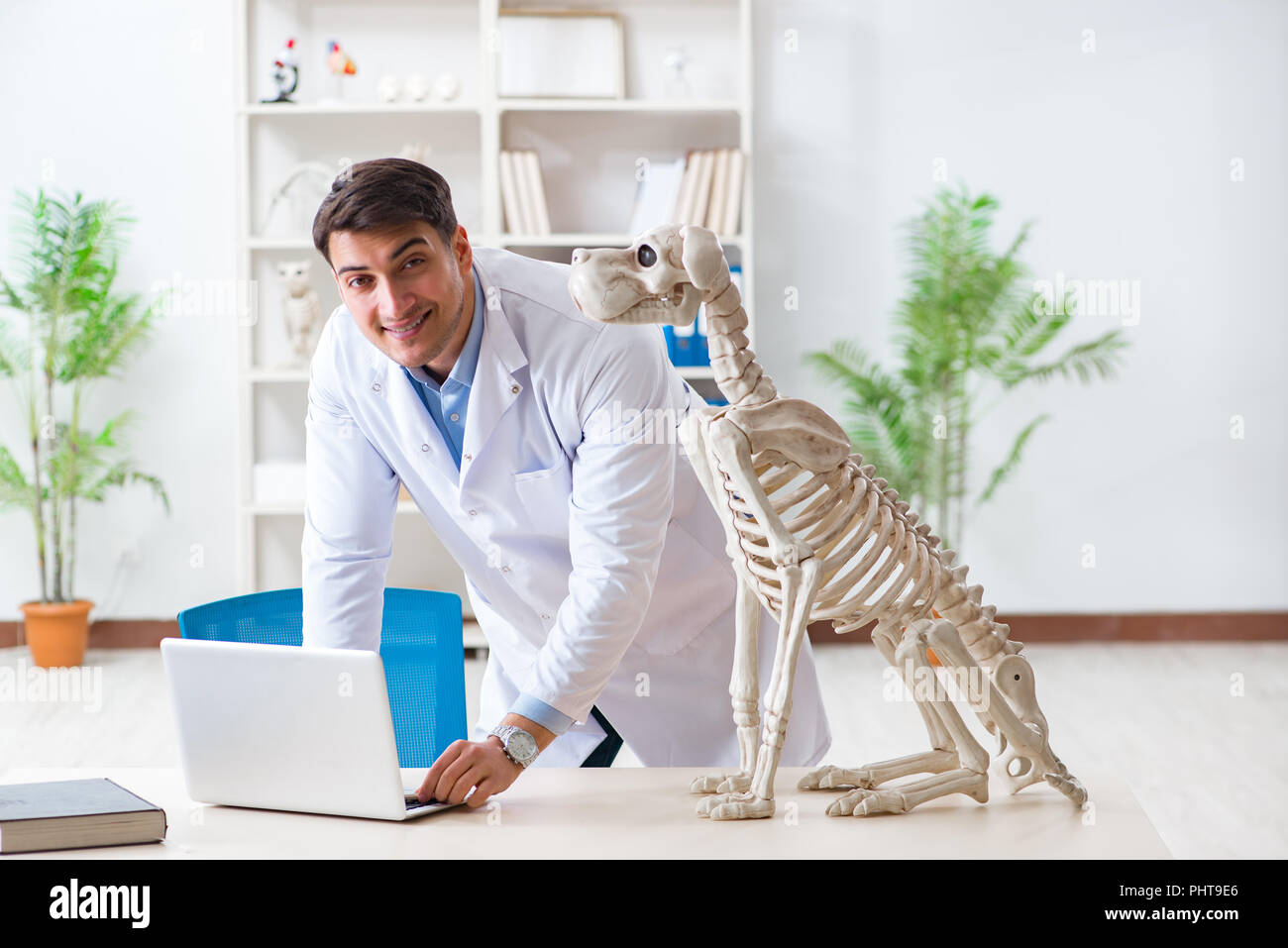 Doctor vet practicing on dog skeleton Stock Photo - Alamy
