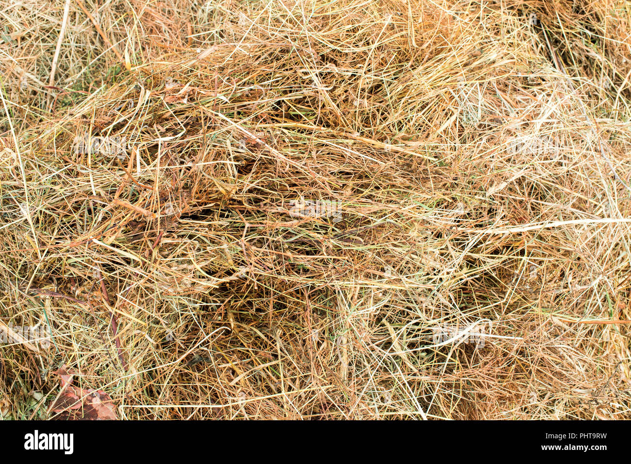 texture of dry hay from grass for livestock Stock Photo - Alamy