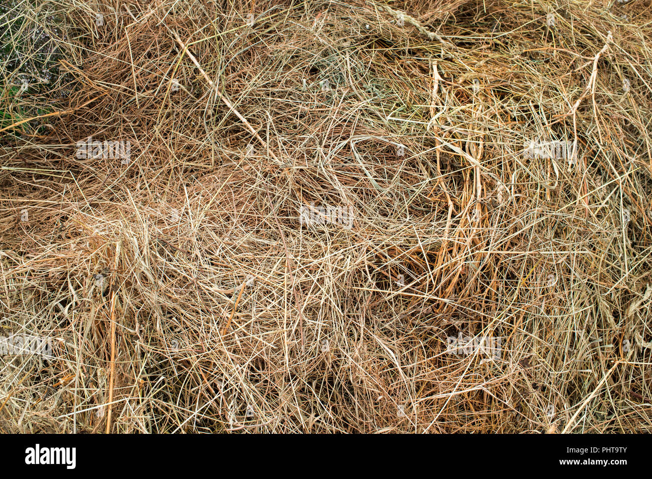 texture of dry hay from grass for livestock Stock Photo - Alamy