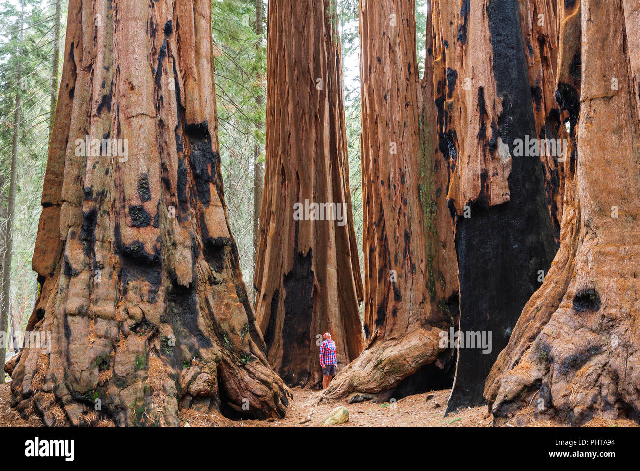Sequoioideae hi-res stock photography and images - Alamy