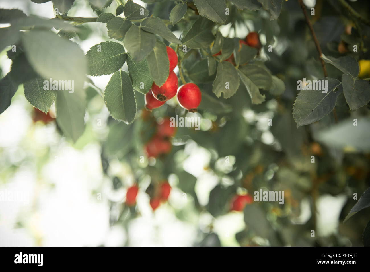 Briar bush hi-res stock photography and images - Alamy