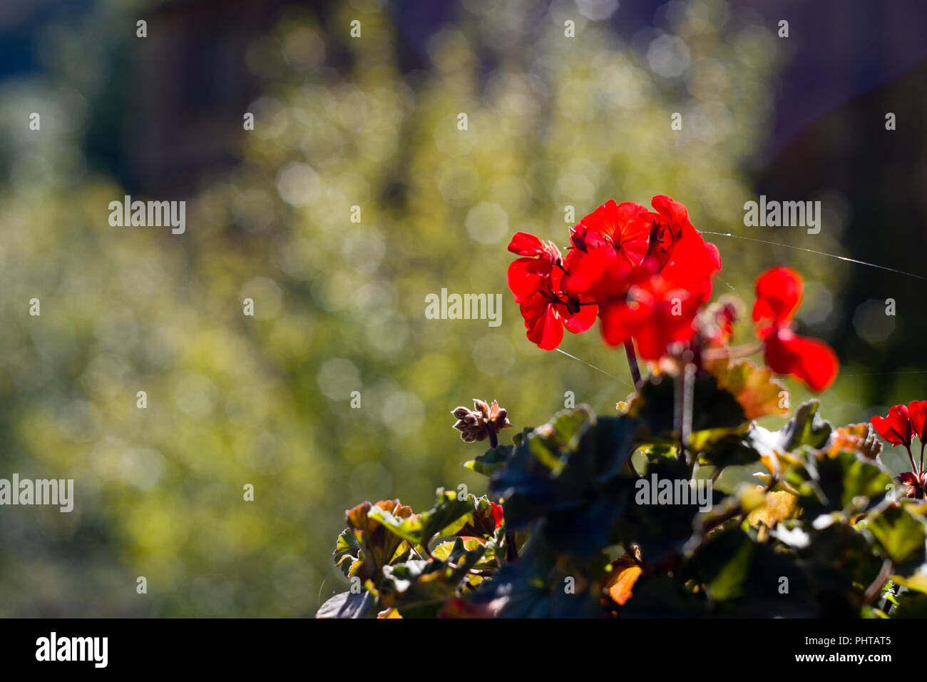 Geraniums growing in early autumn in Brousse-le-Château, Aveyron ...
