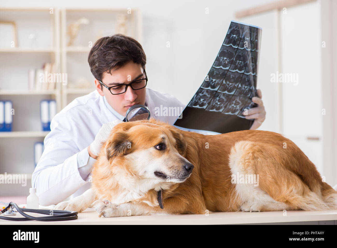 Doctor examining golden retriever dog in vet clinic Stock Photo - Alamy