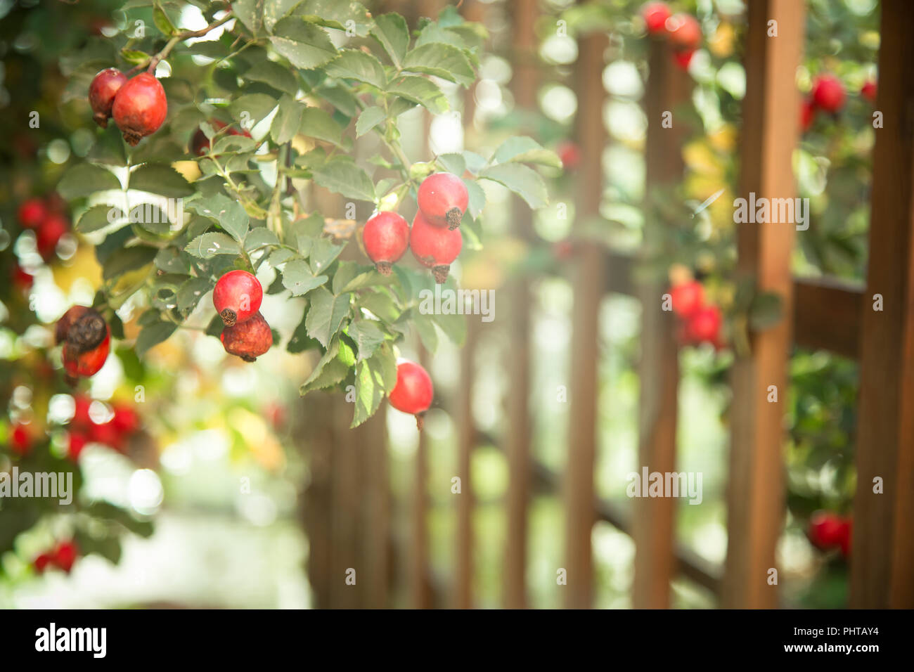Ripe red briar berries on a bush branch Stock Photo - Alamy