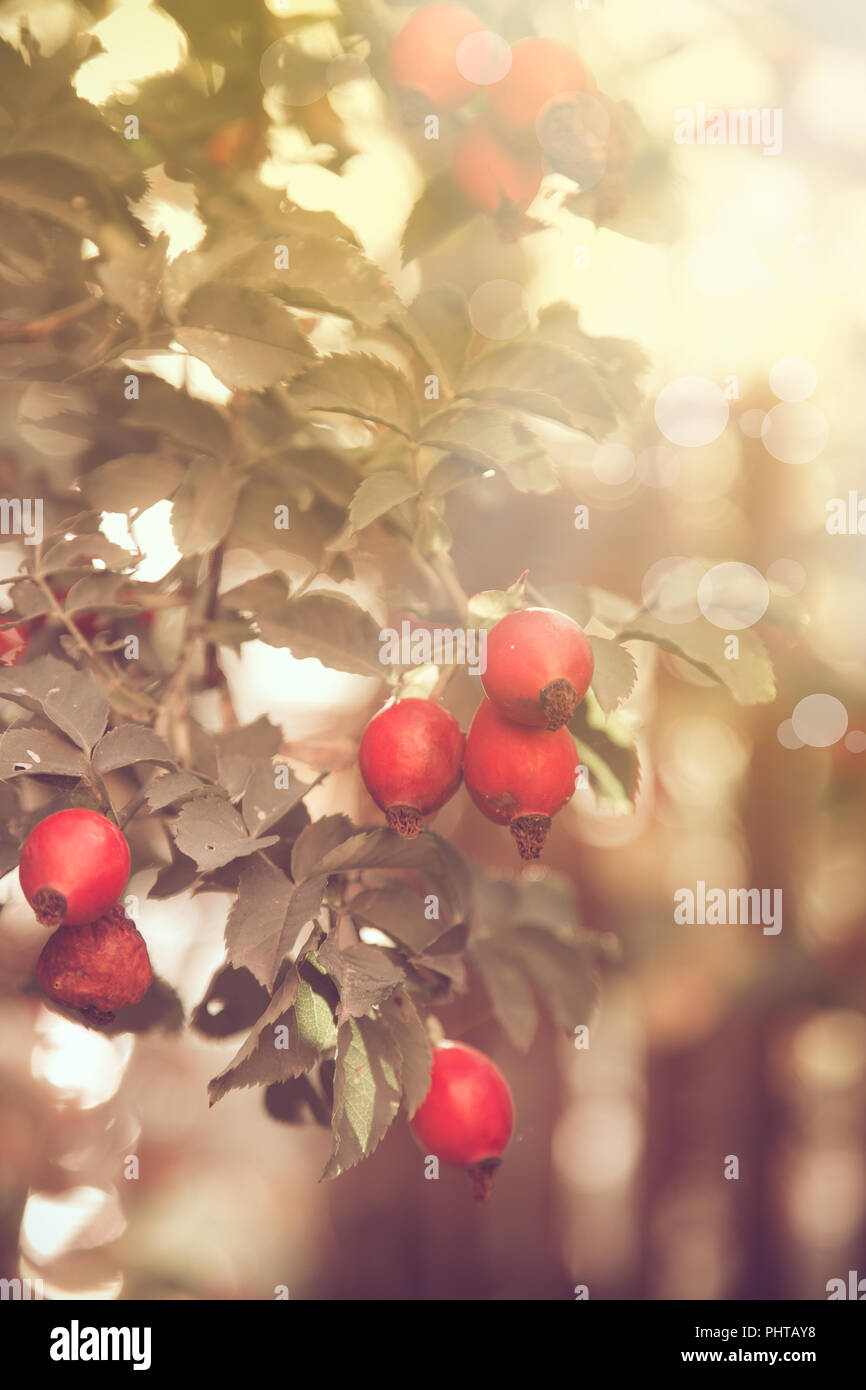 Briar bush hi-res stock photography and images - Alamy