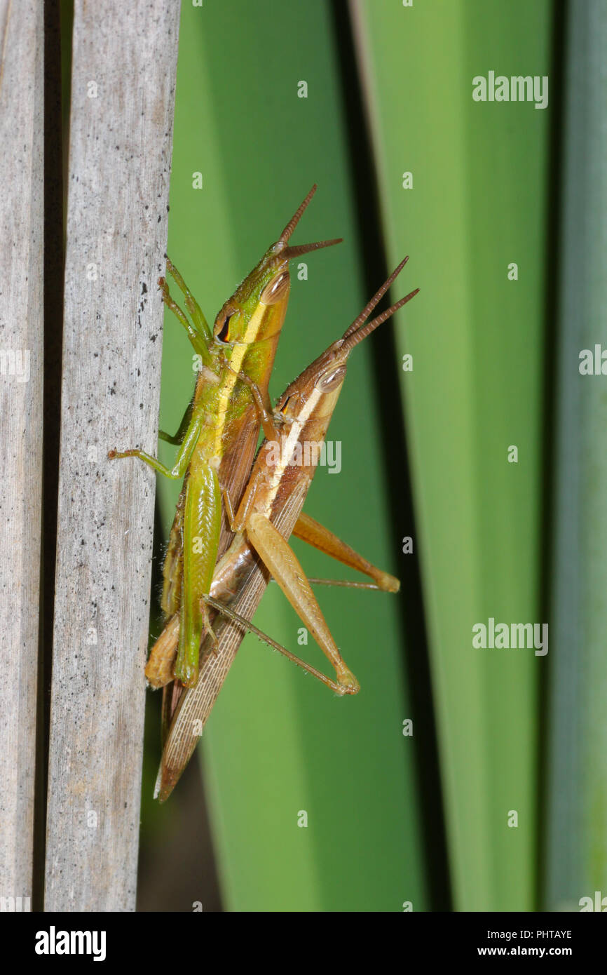 A pair of mating grasshoppers on cattails Stock Photo - Alamy