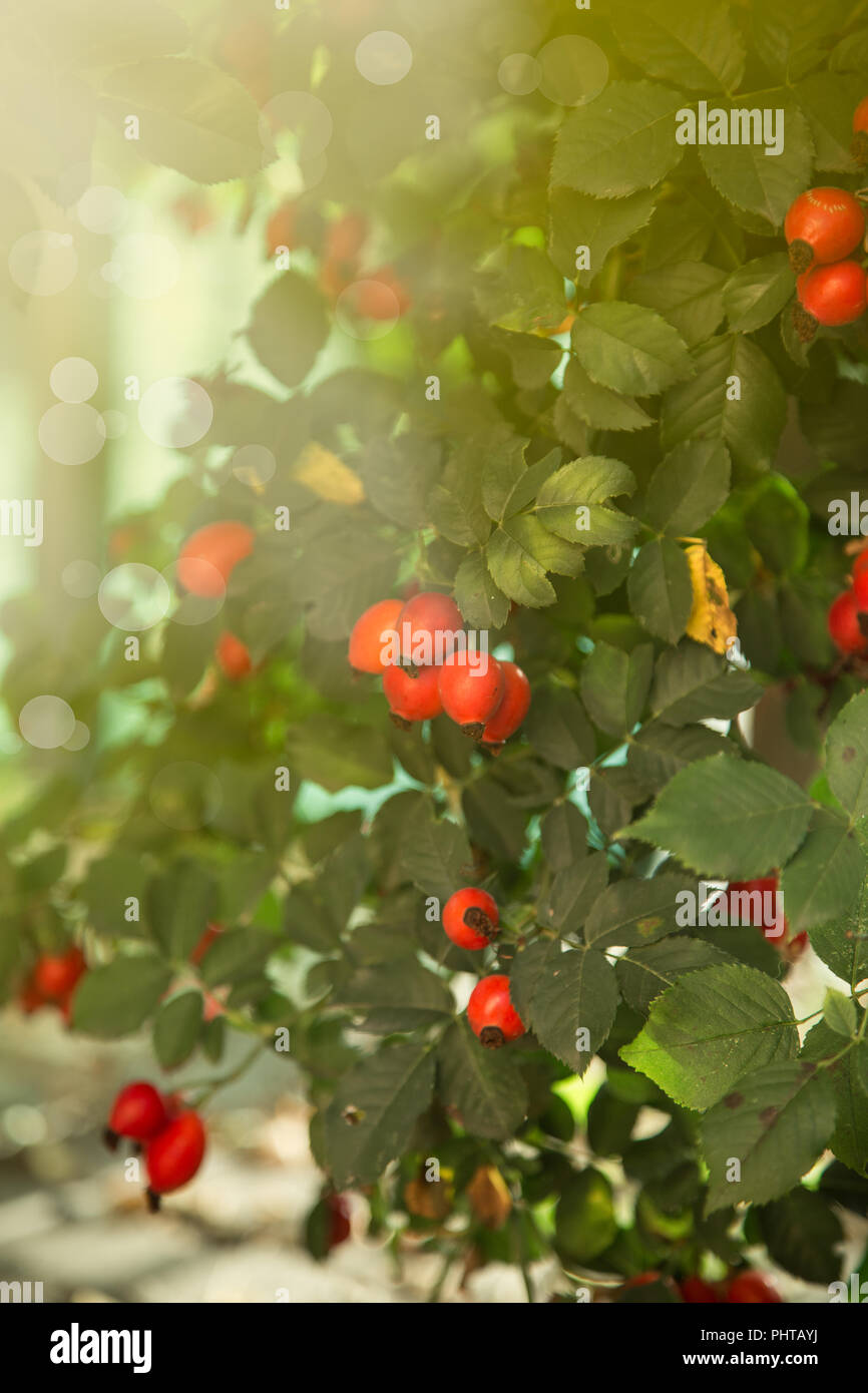 Briar bush hi-res stock photography and images - Alamy