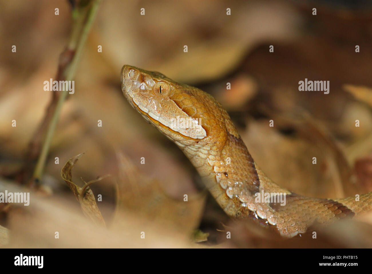 Copperhead snake hi-res stock photography and images - Alamy