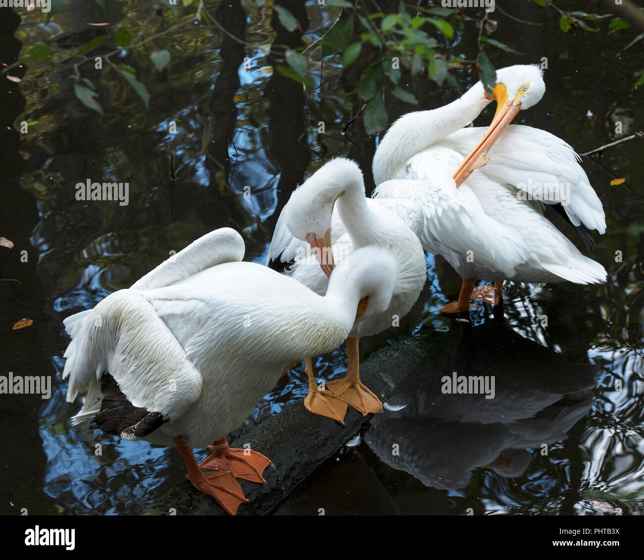 Cleaning themselves hi-res stock photography and images - Alamy