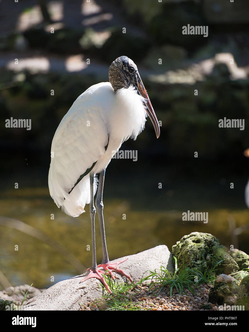 Wood stork bird close up view hi-res stock photography and images - Alamy