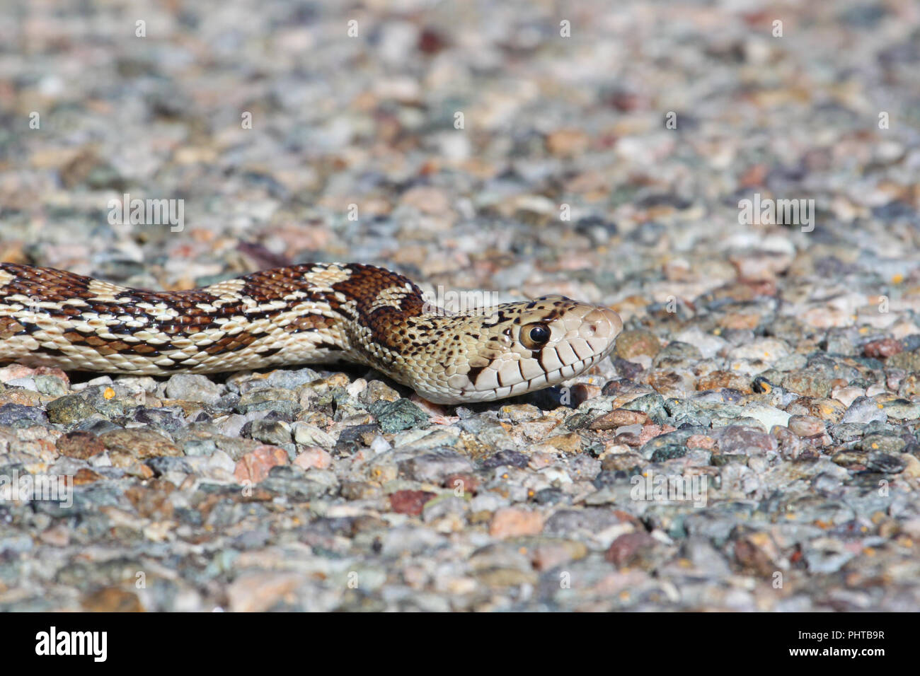 A gopher snake crossing a paved road Stock Photo - Alamy